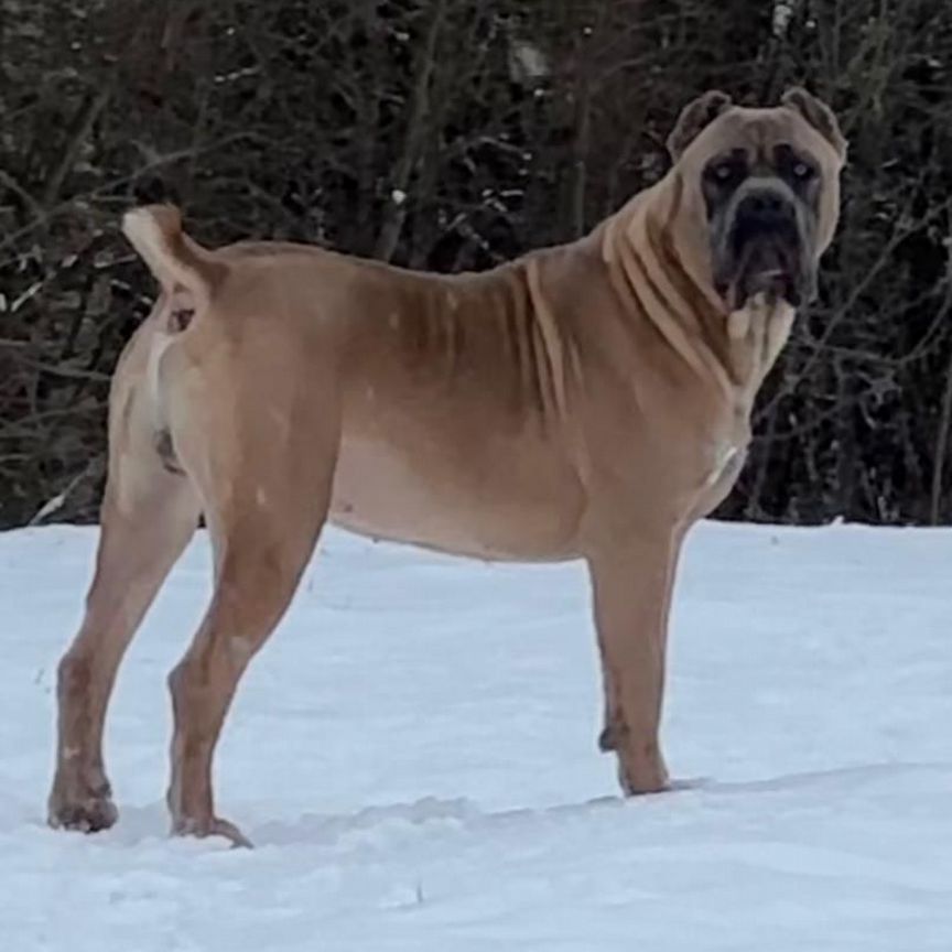 Кобель вязка кане корсо