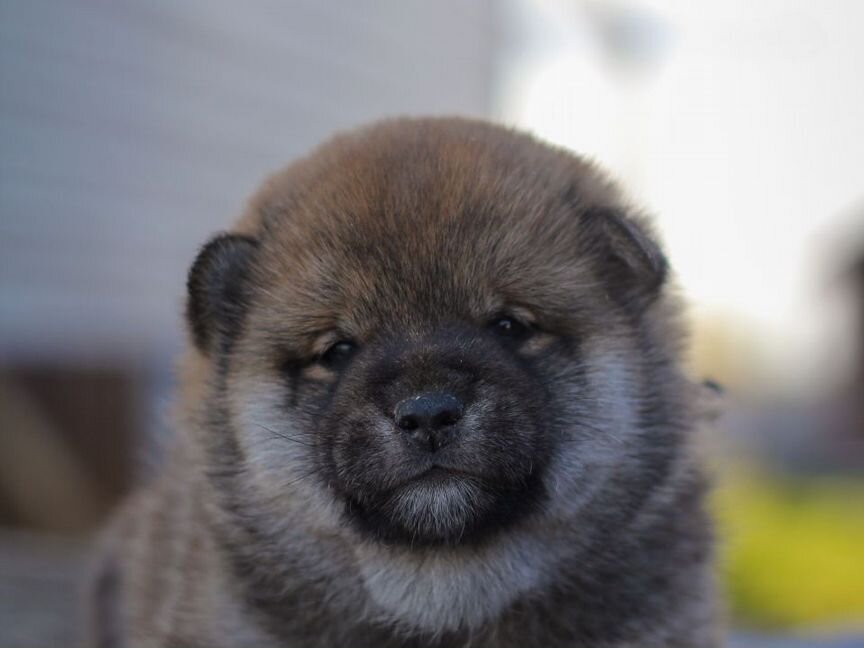 Щенки сиба шиба ину