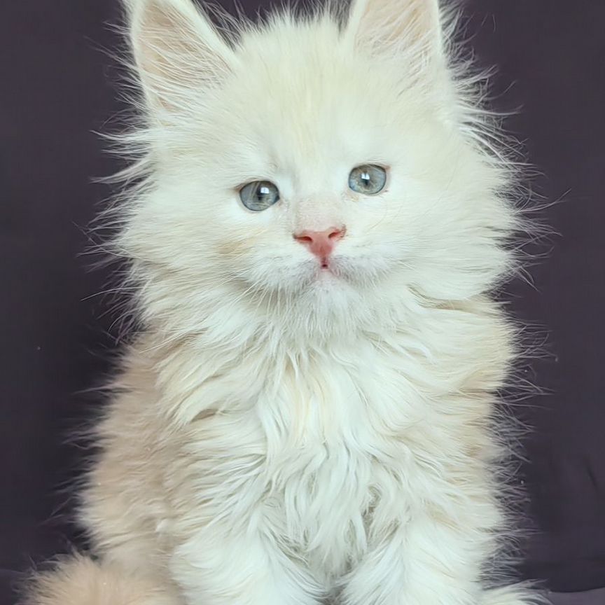 Мейн-кун котёнок