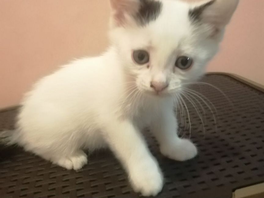 Маленький ласковый котик