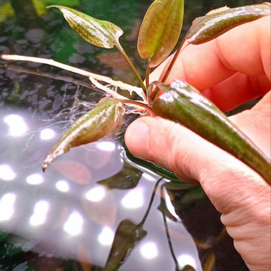 Аквариумные растения, аройдные