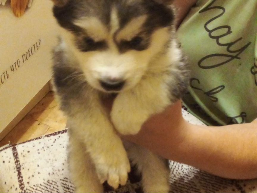 Щенки хаски сука