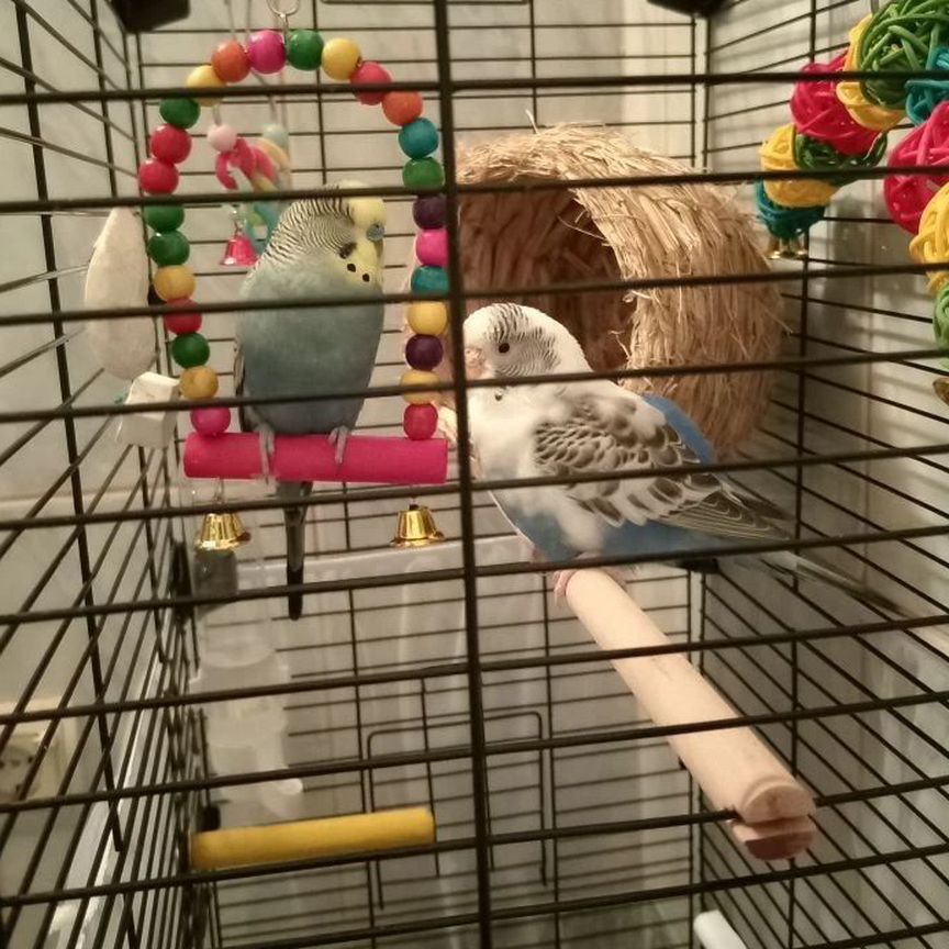 Волнистый попугай с клеткой