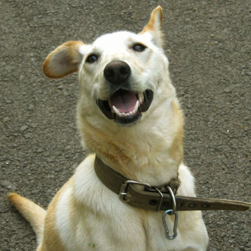 Взрослый пёс в добрые руки