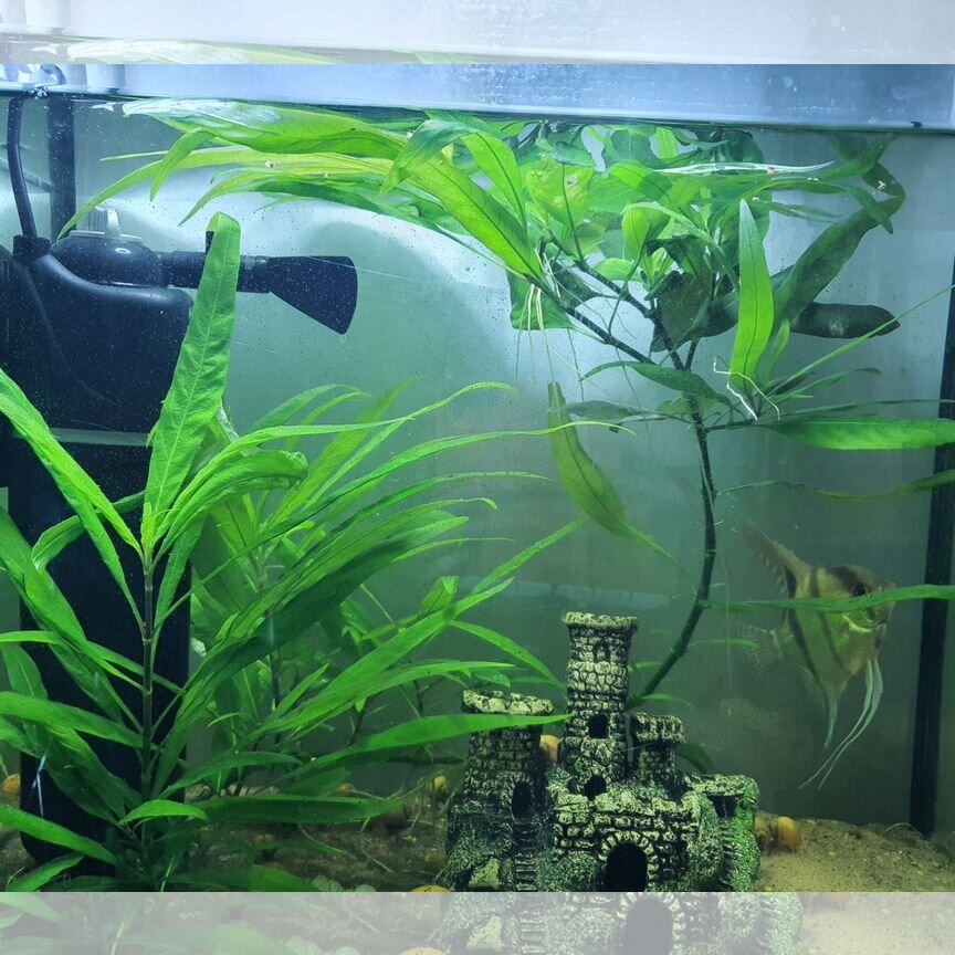 Прополка растений аквариум