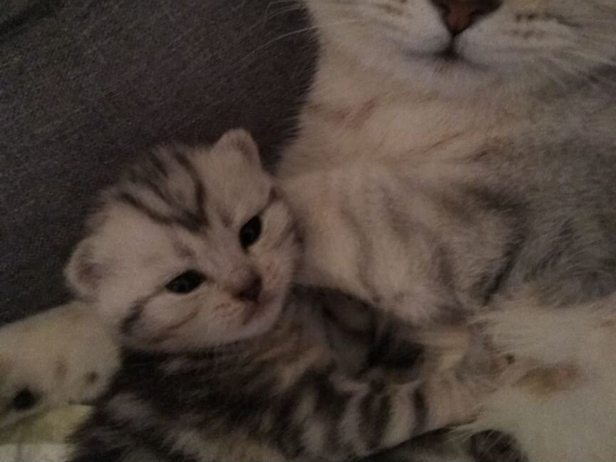 Продам шотландских котят