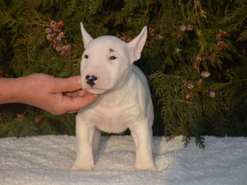 Миниатюрный бультерьер