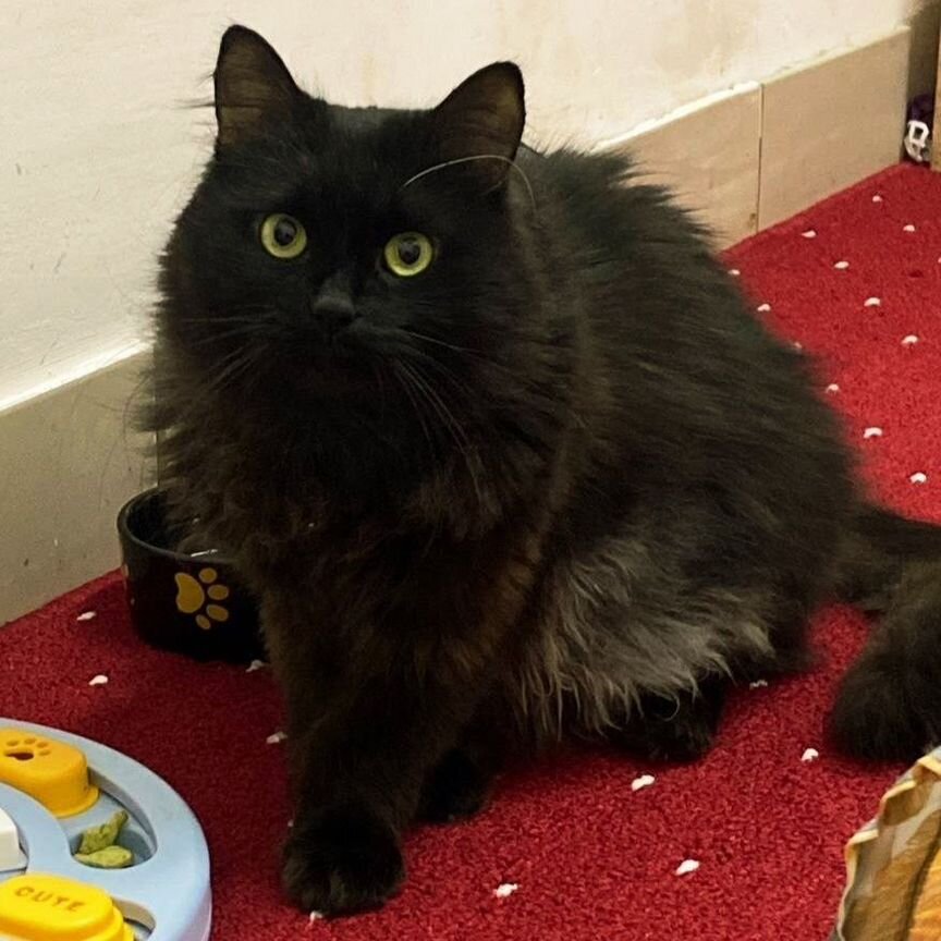 Взрослая, кошка в добрые руки