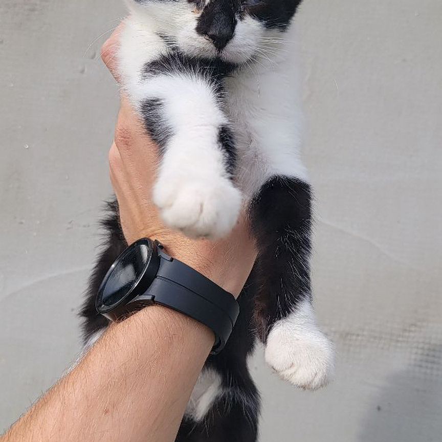 Отдам кота Женю в добрые руки