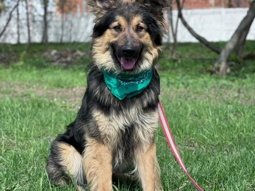 Добрая собака из приюта бесплатно