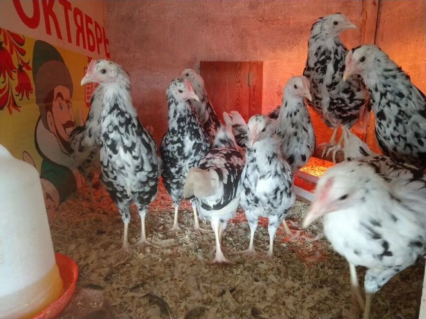Петушки леггорн далматинец