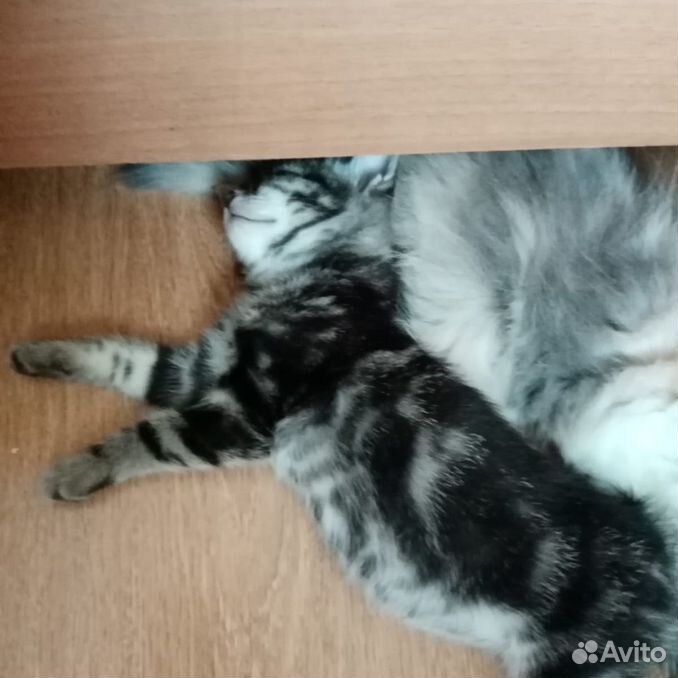 Котёнок мия