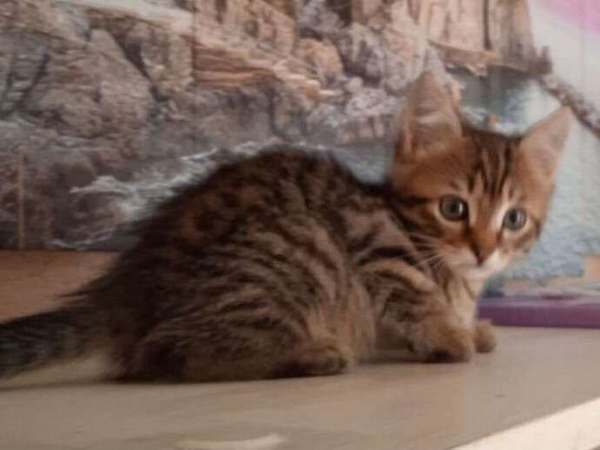 Котенок- мальчик, 1,5 месяца бесплатно