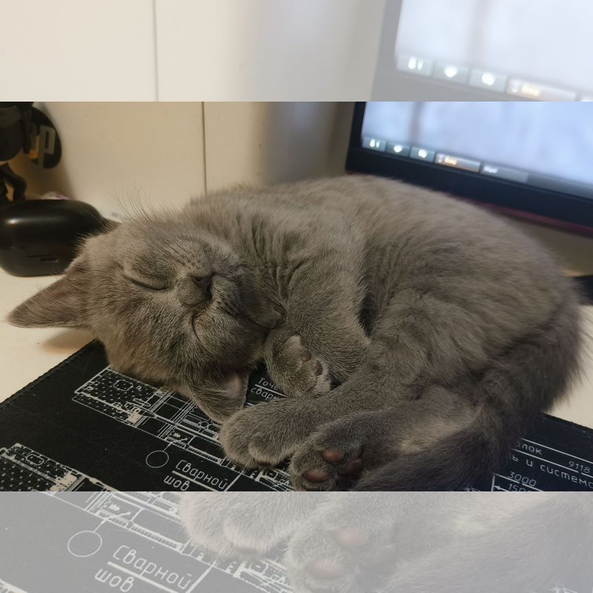 Шотландский прямоухий короткошёрстный котёнок