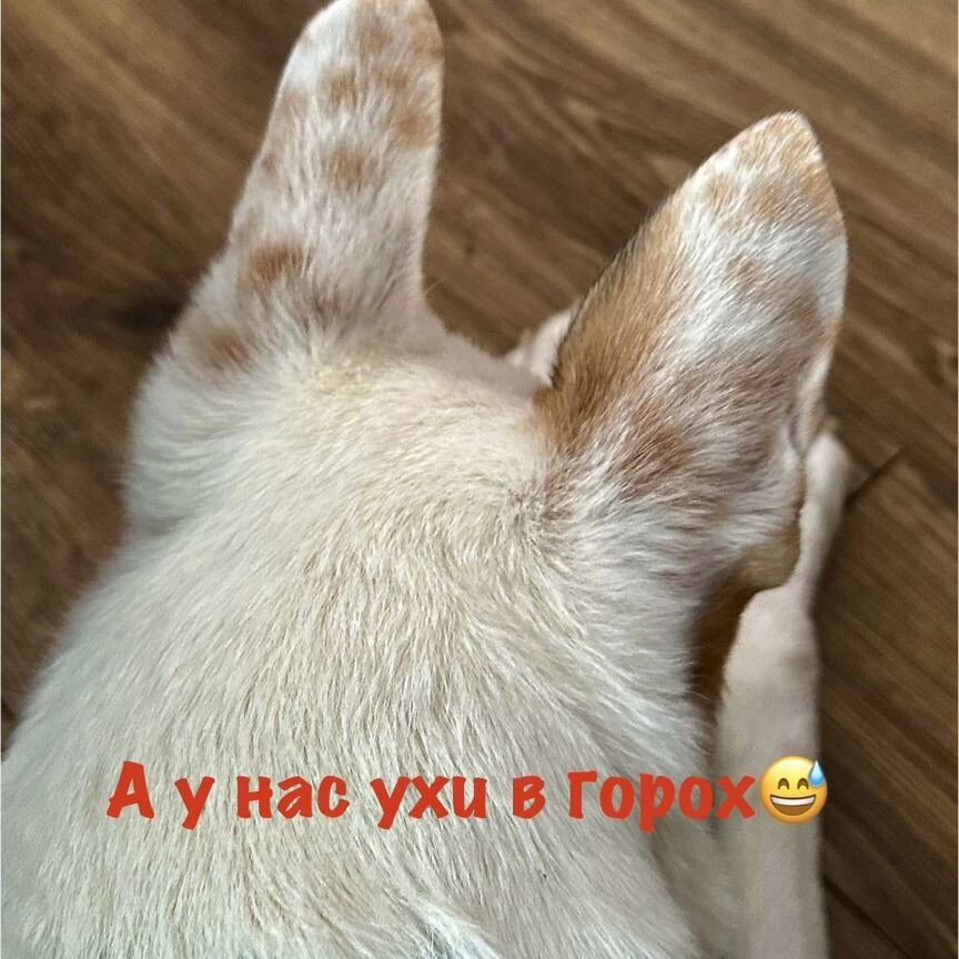 Щенок в добрые руки