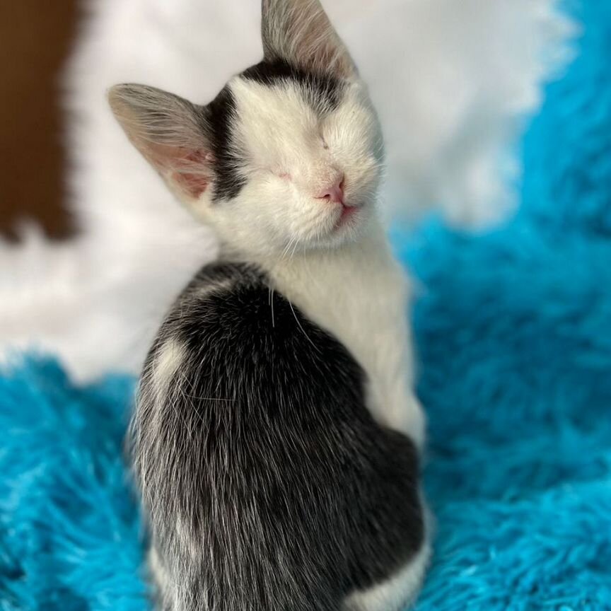 Исполните мечту котёнка Архыза