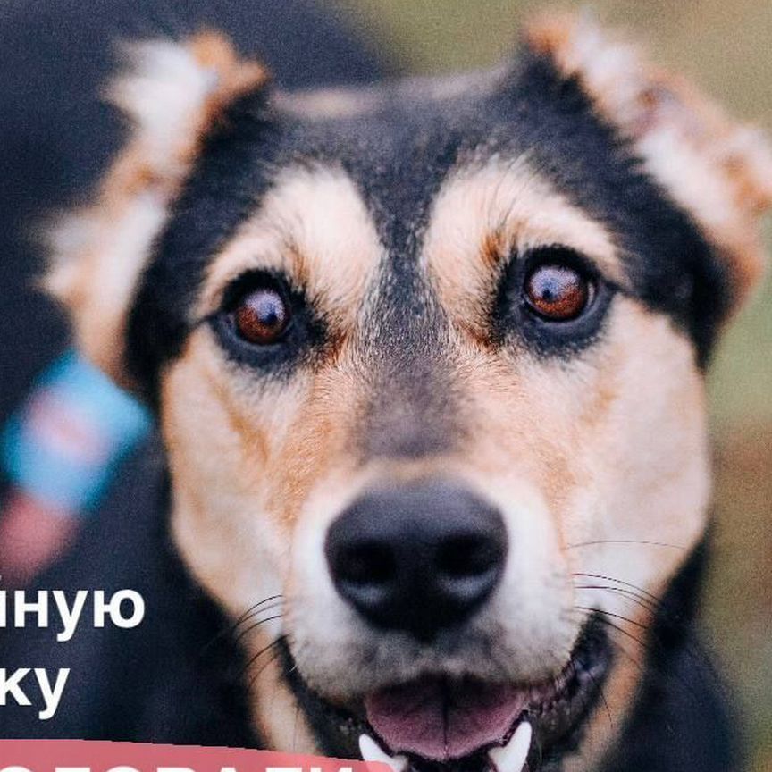 Взрослая собака в добрые руки