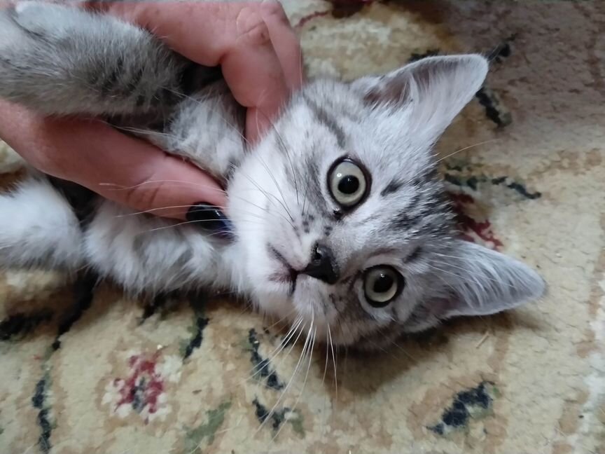 Чудный мальчик