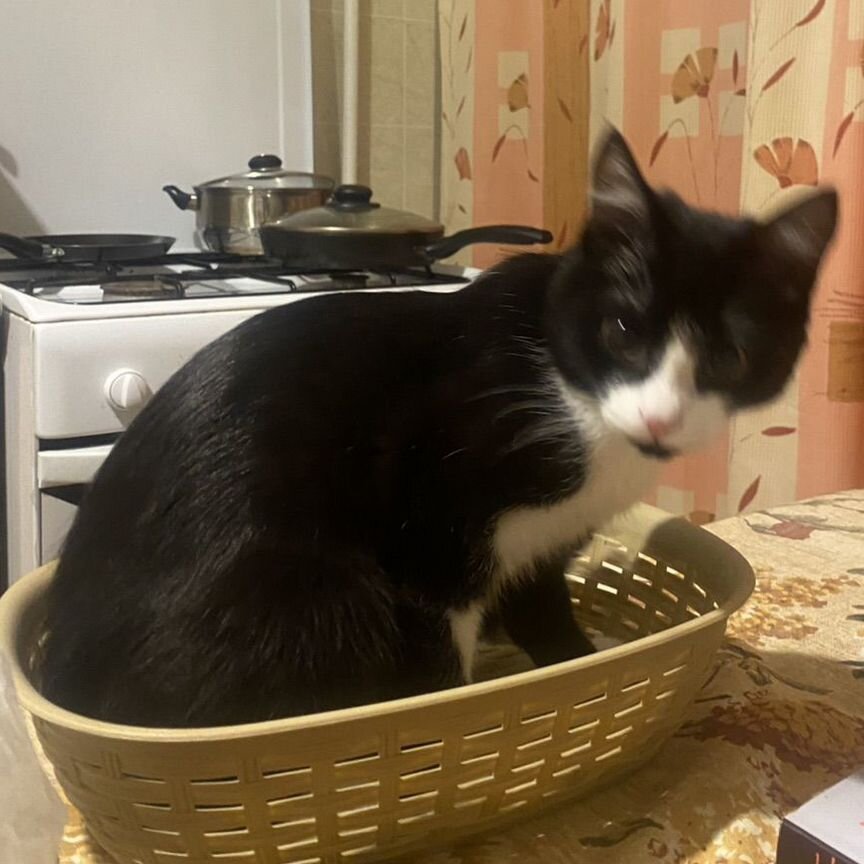Отдам котенка в добрые руки, пожалуйста