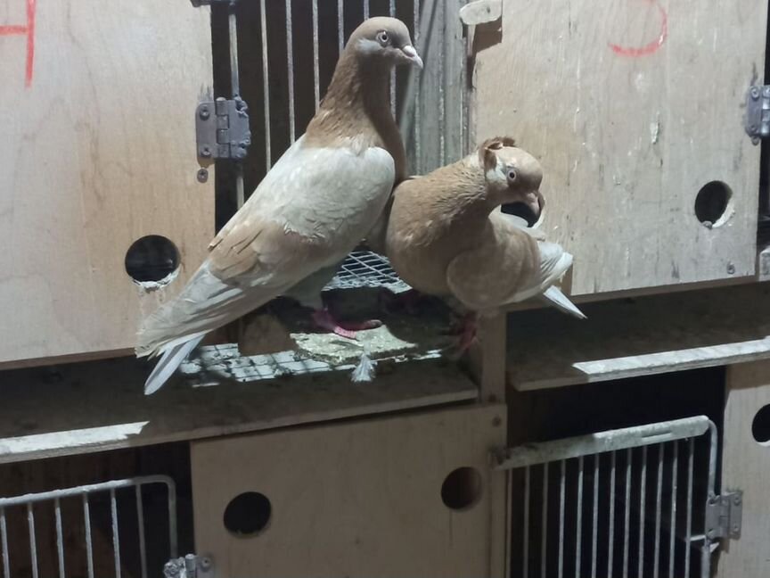 Голуби бакинцы