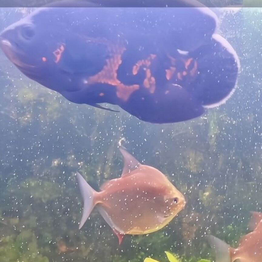 Астронотус оскар