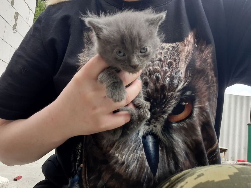 Дети ищат дом. Котята в добрые руки