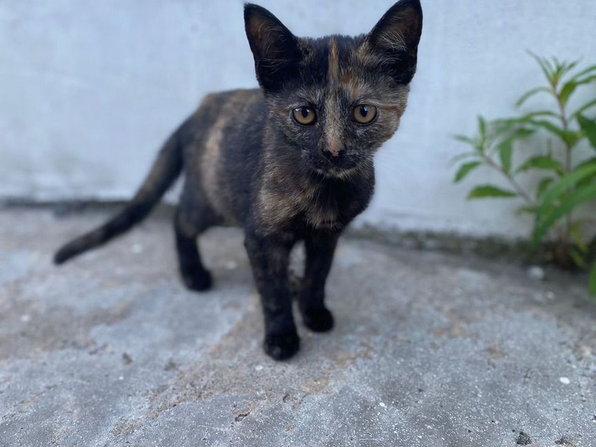 Котята в любящие руки
