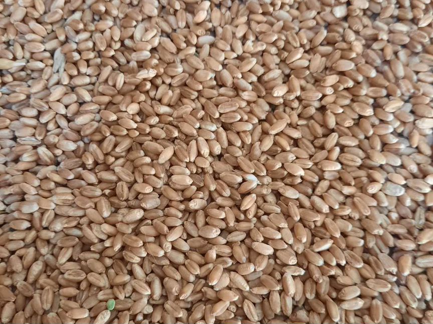 Товары для домашних животных