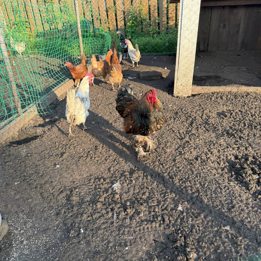 Курицы несушки