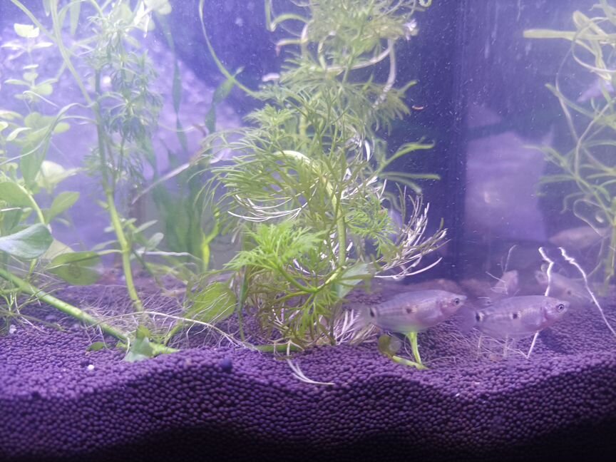 Голубой гурами