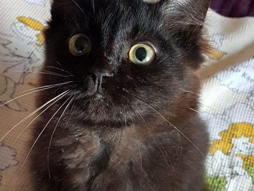 Шотландский котенок