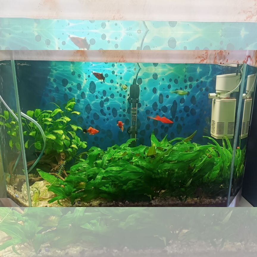 Пакет травы (криптокорина)