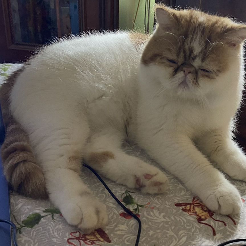 Кот экзот