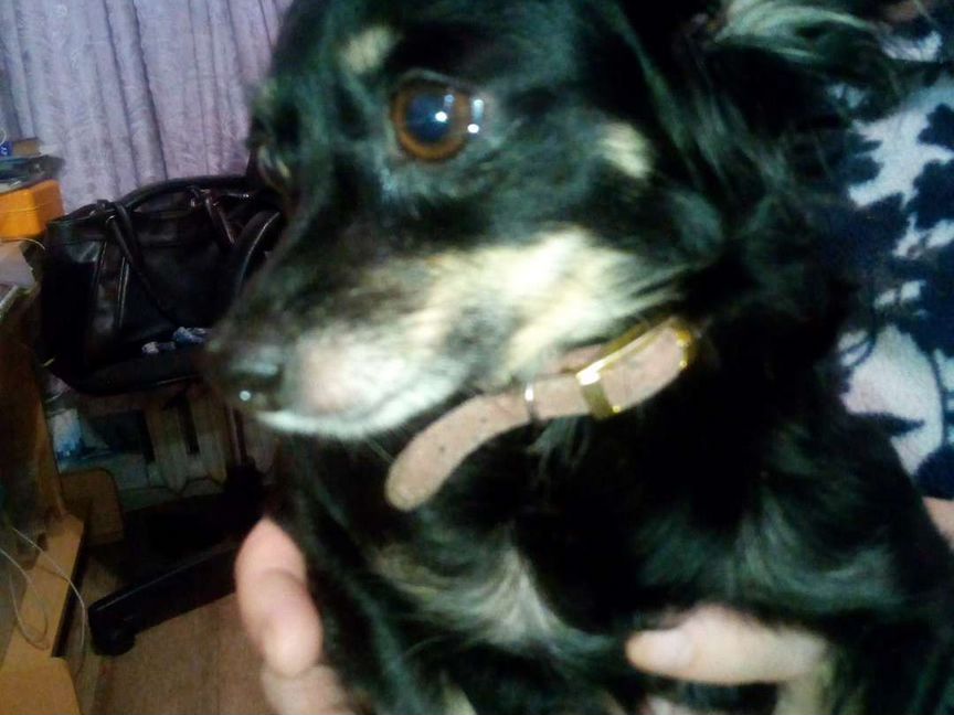 Той-терьер щенки