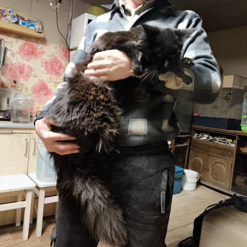 Кошка мейкун