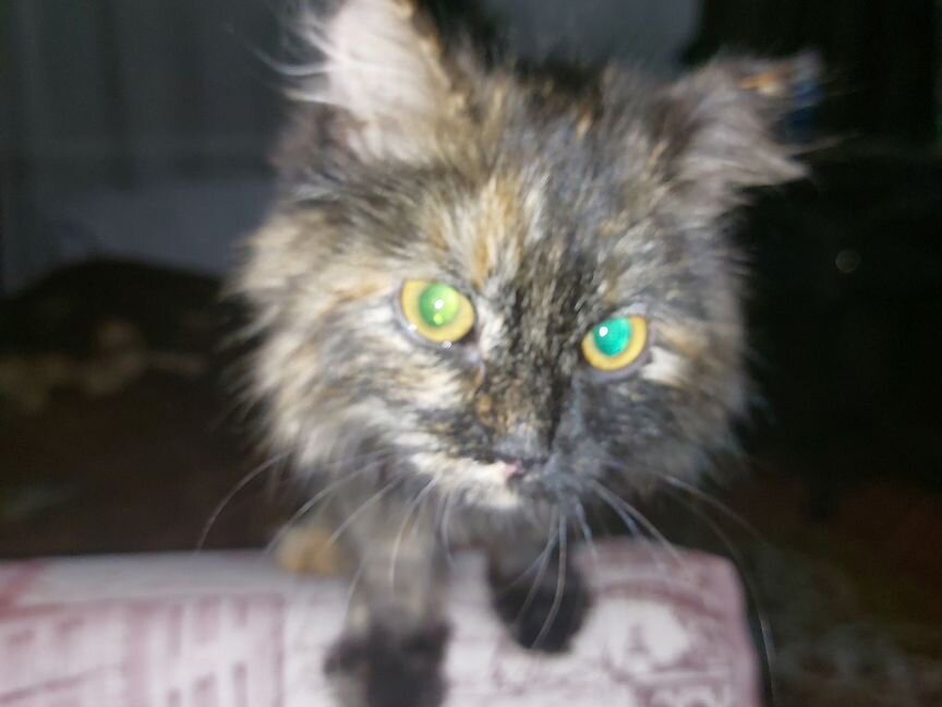 Сибирская кошечка молодая