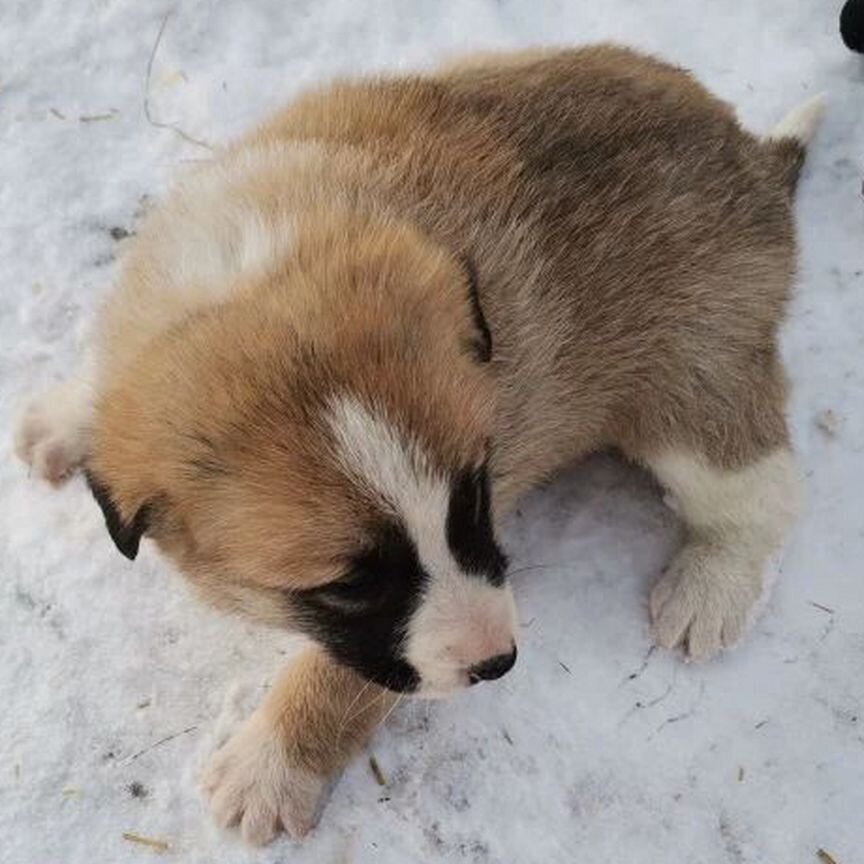 Щенок в добрые руки