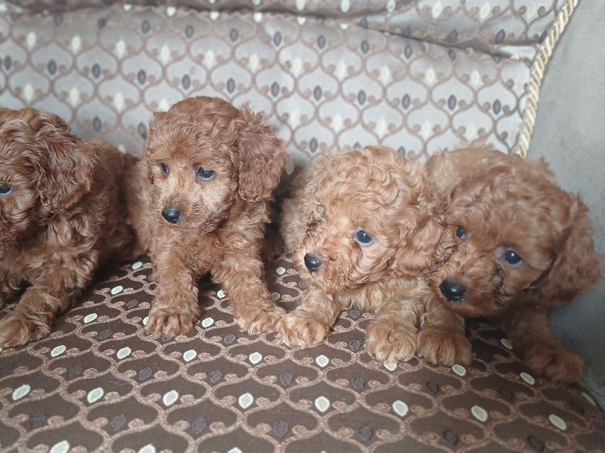 Очаровательные пуделя