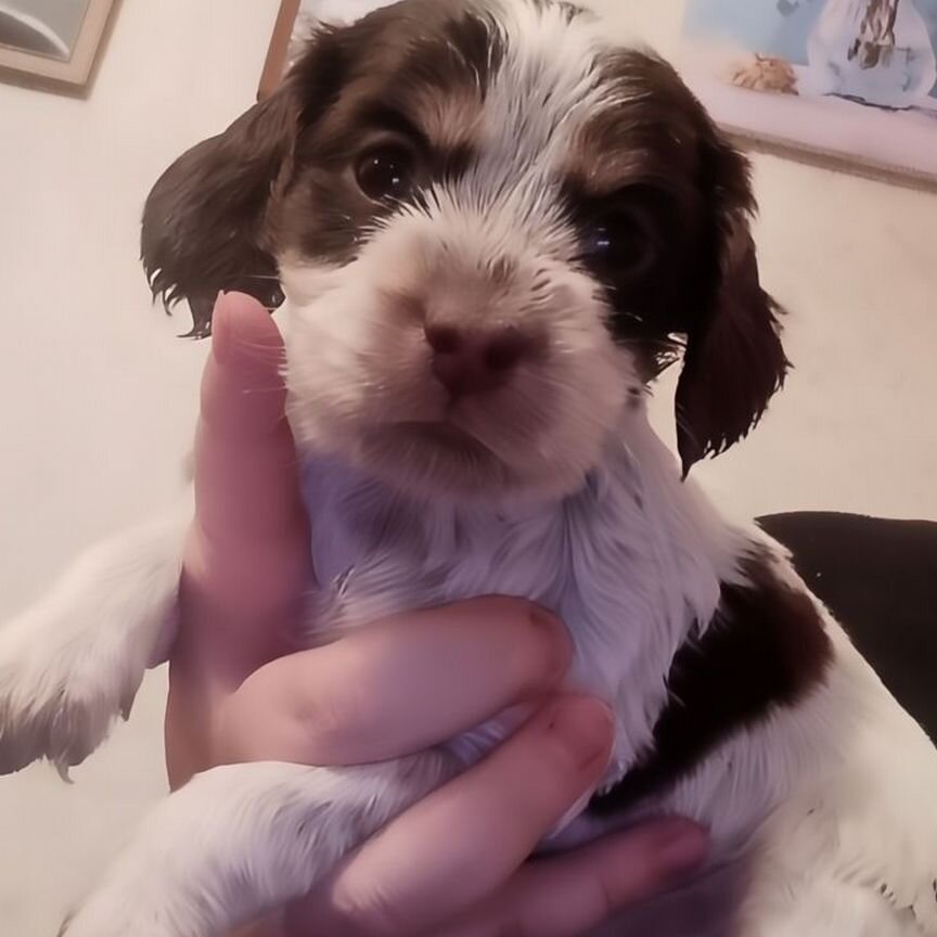 Русский охотничий спаниель, щенок