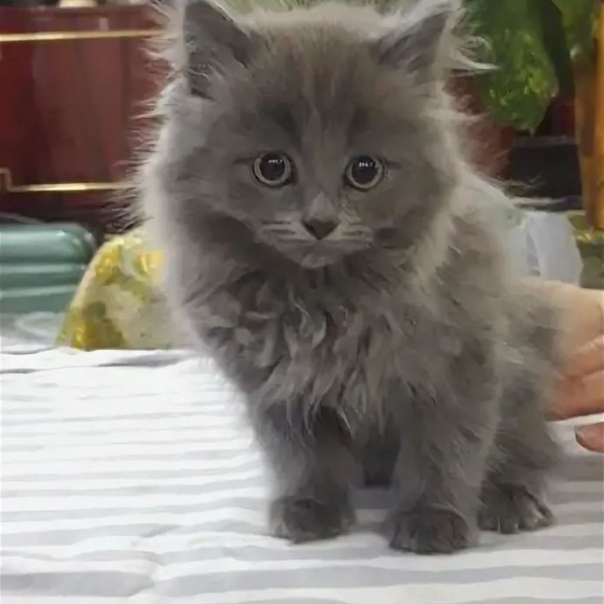 Котята Нибелунг