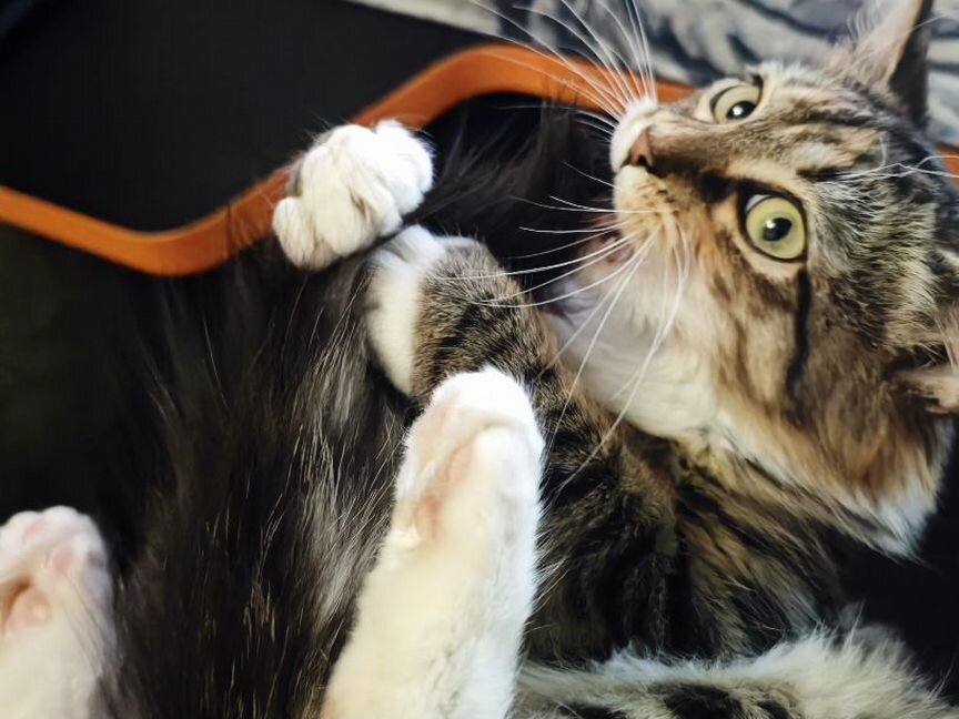 Котенок 5 месяцев. Вырастет крупной кошкой