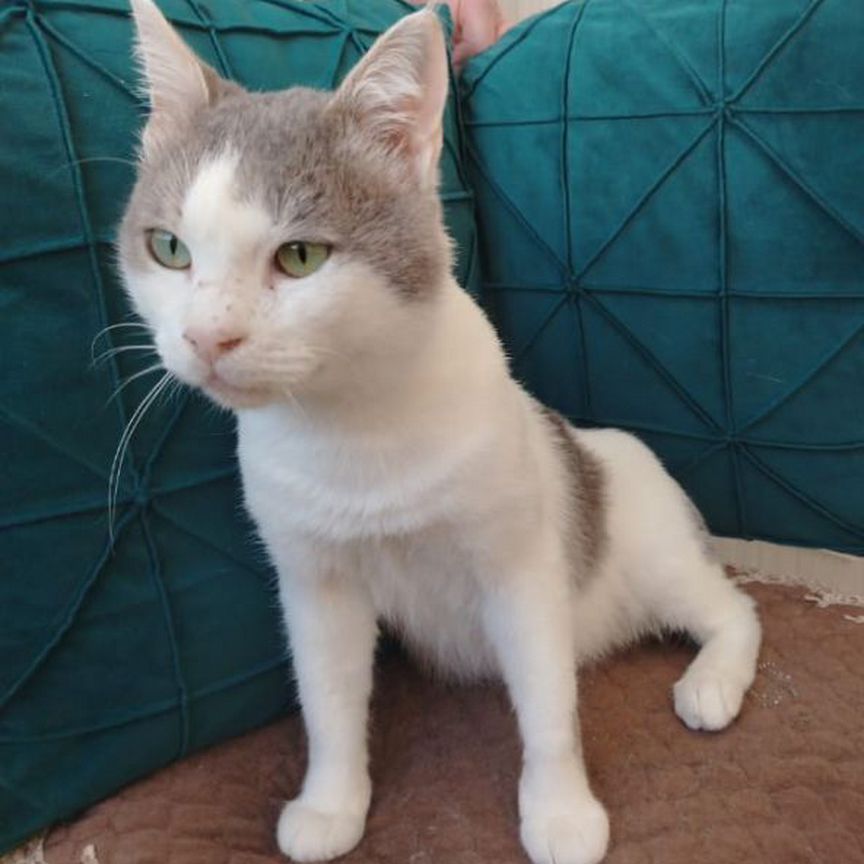 Взрослый кот в добрые руки