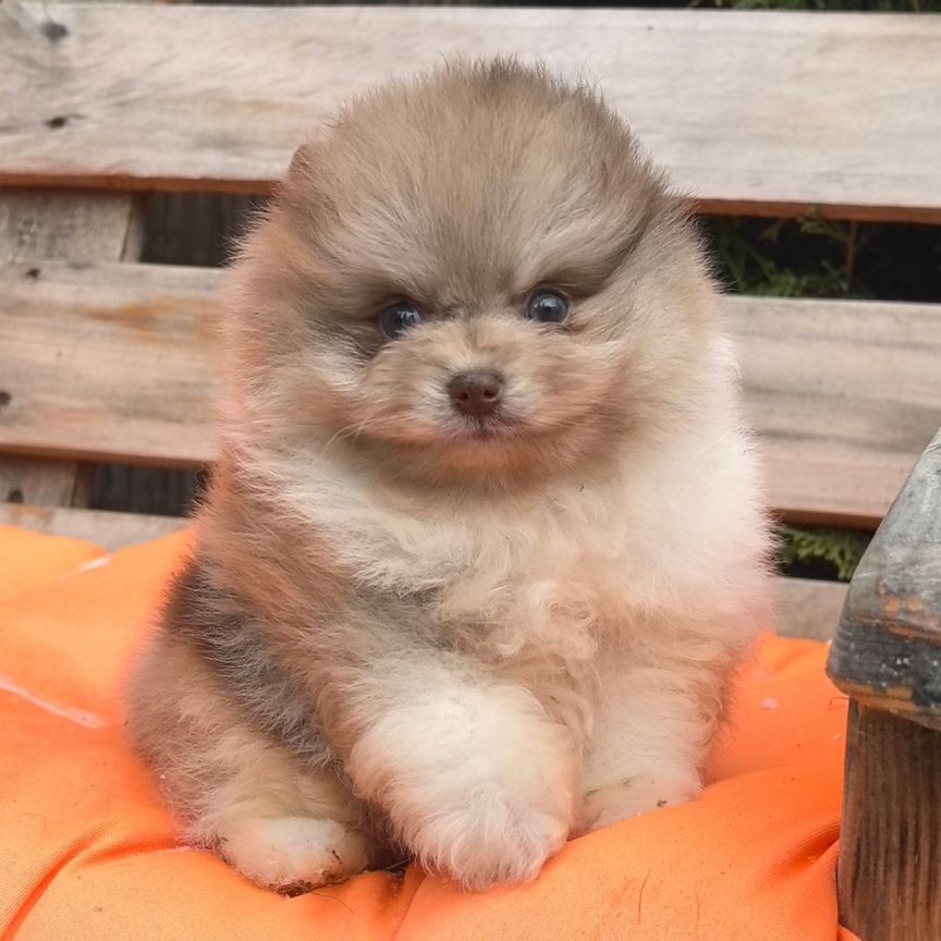 Померанский шпиц Мальчик