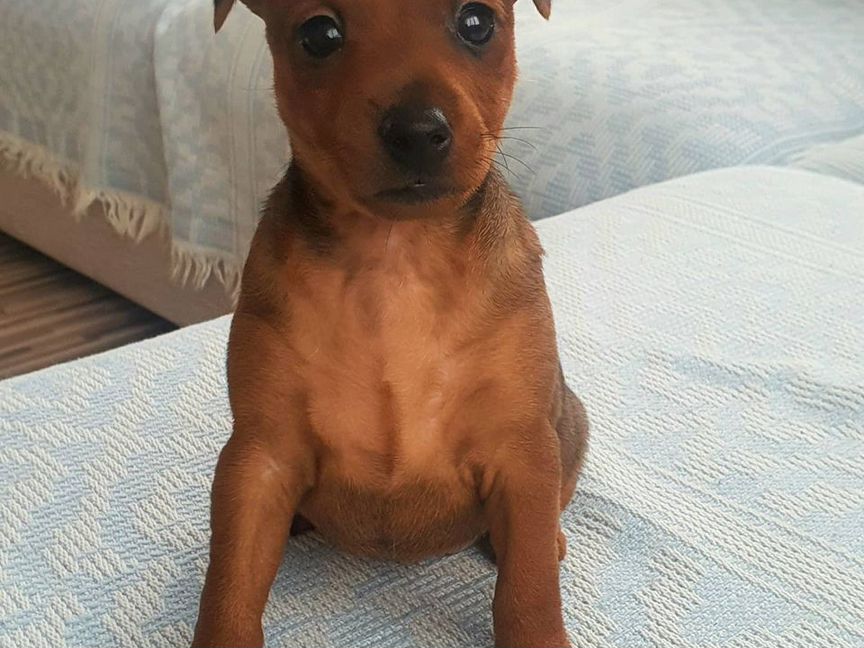 Щеночки минидобермана