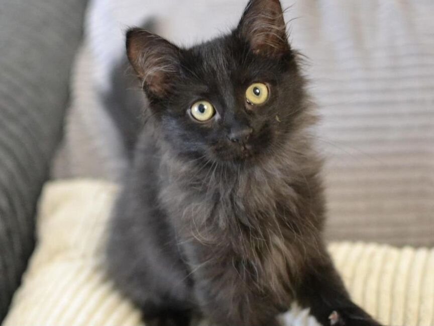 Котенок ищет дом