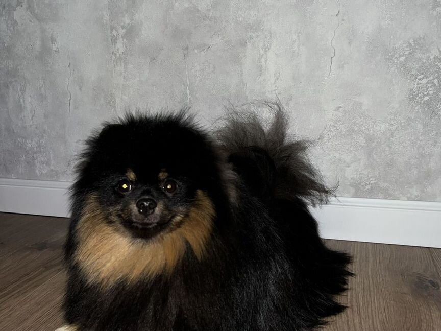 Немецкий шпиц вязка