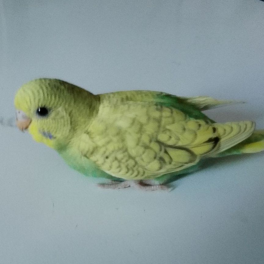 Птенцы волнистый попугай самцы