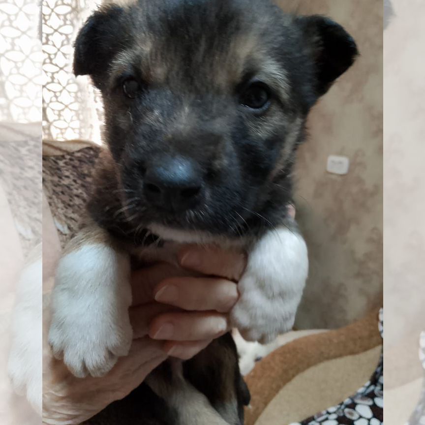 Щеночек мальчик