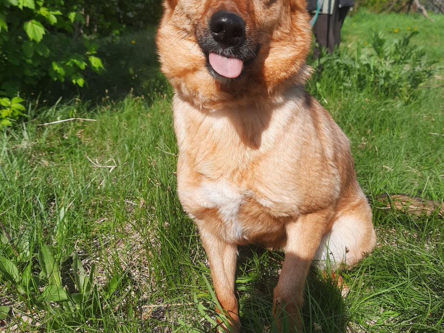 Собака в добрые руки