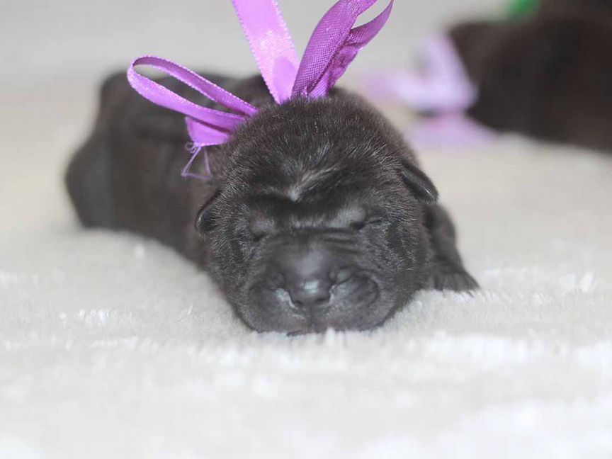 Уголечки шарпейчики